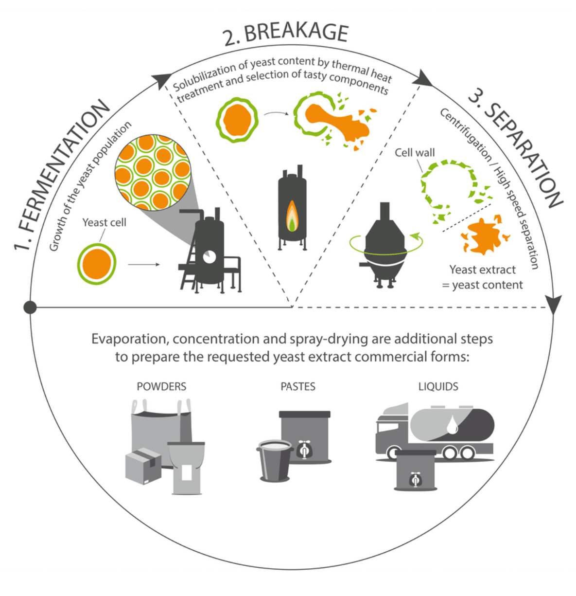 What is Yeast? All you need to know about yeast - Explore Yeast