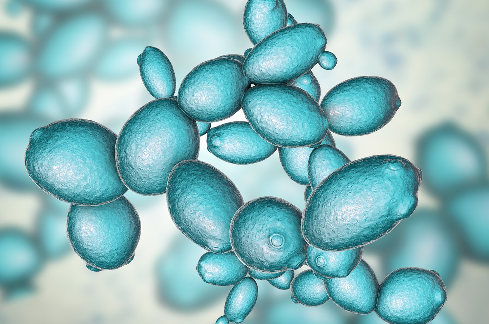 La levadura: un modelo celular - Conoce la Levadura