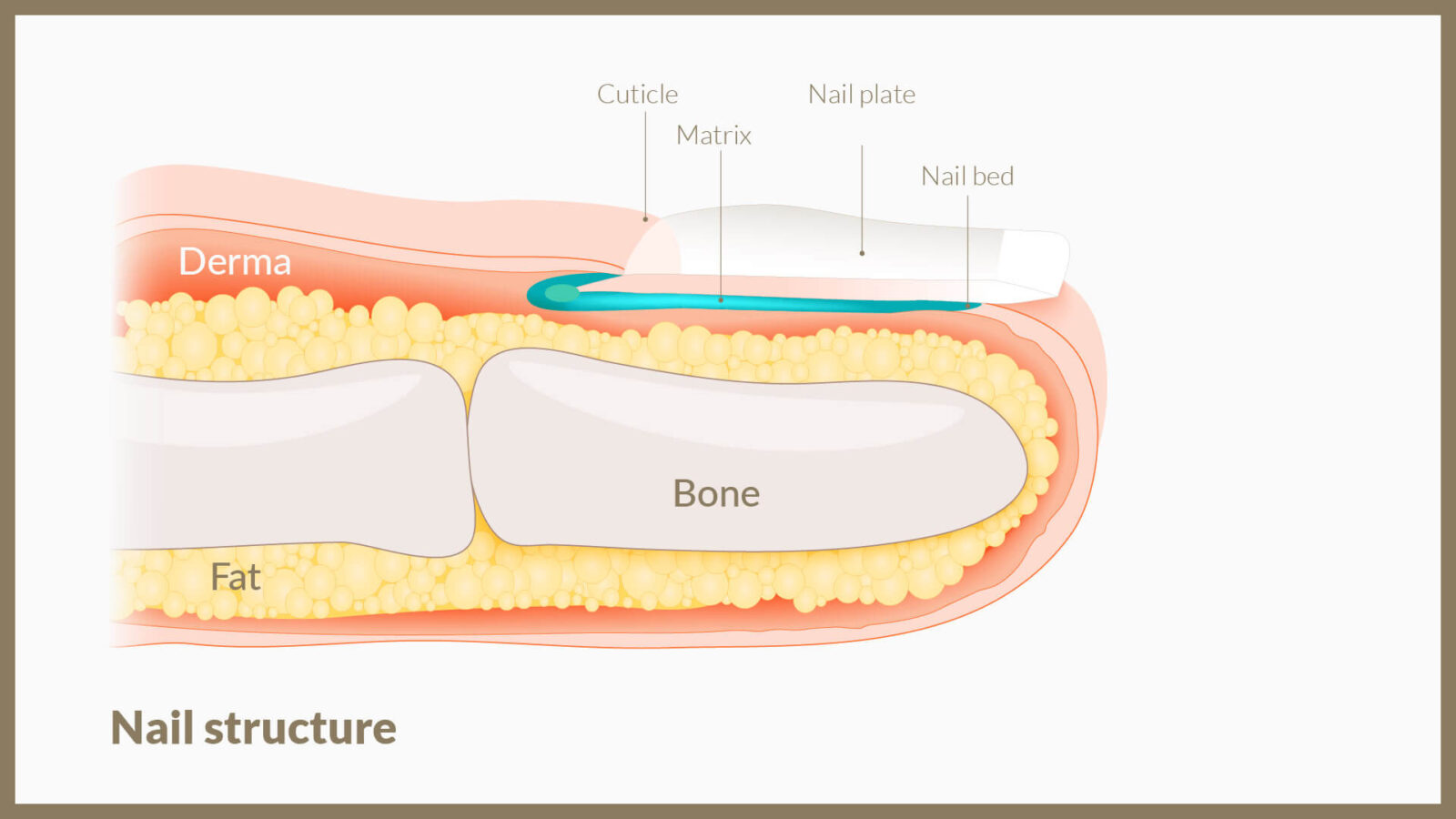 How Fortified Nutritional Yeast Can Support Healthy Nails - Explore Yeast